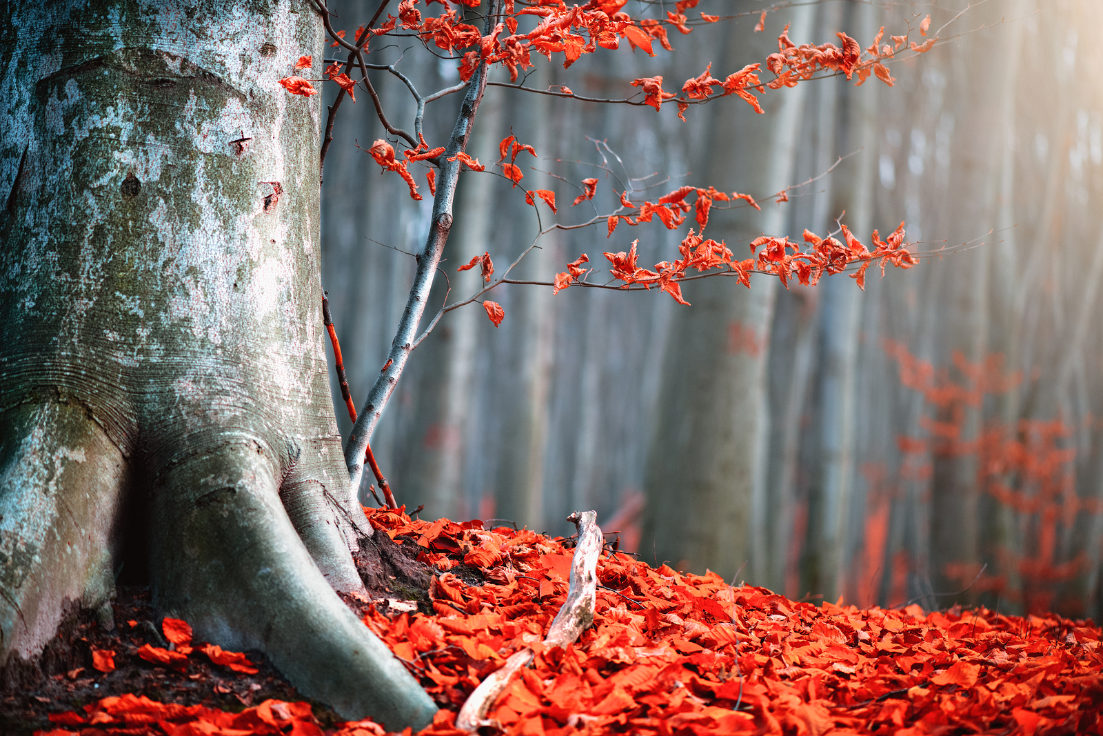 Planting in the Fall - Things to Keep in Mind - Landscape Architect
