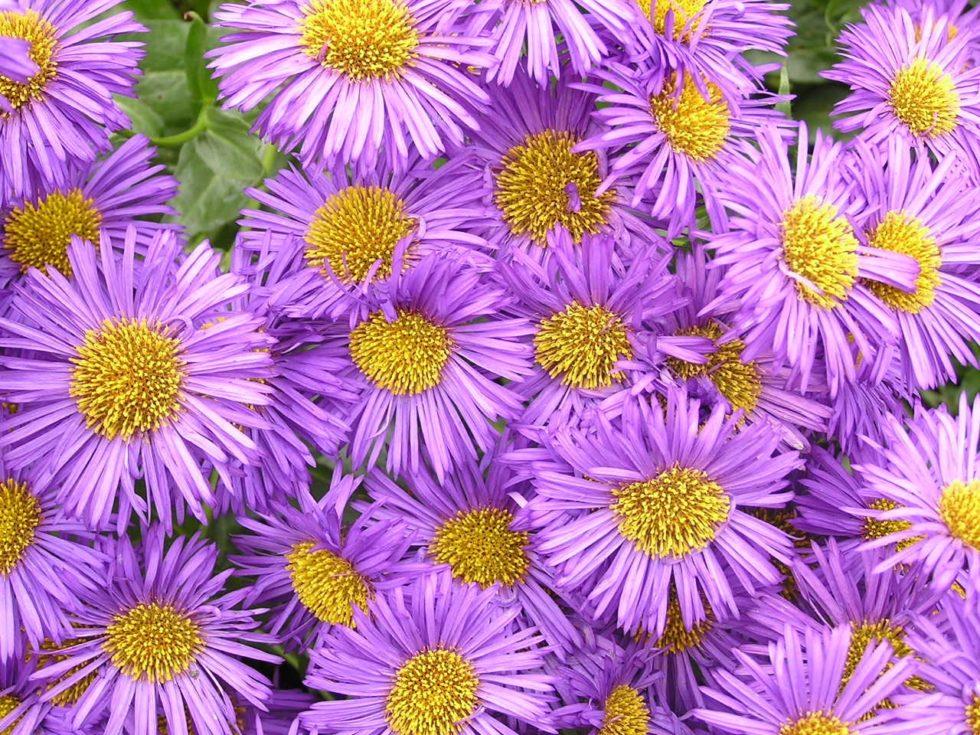 Late Summer Color | Multi-Tasking Plants | Landscape Design