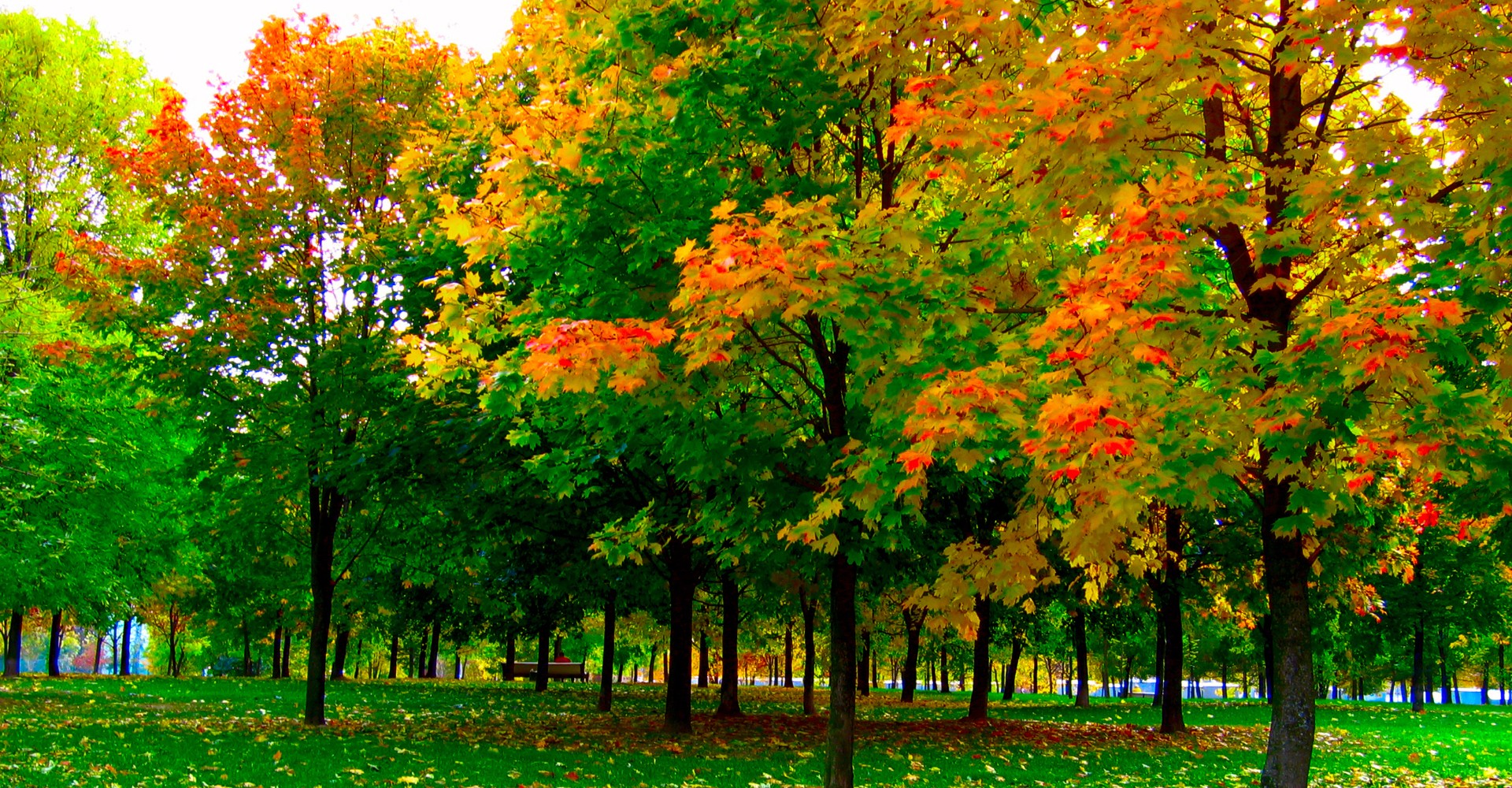 Autumn Garden Planting Tips You Should Check Out