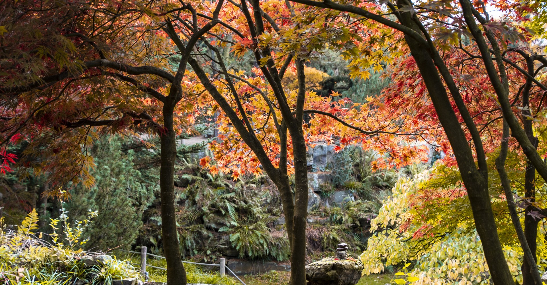 Fall Color with Trees - Landscape Design- Meadowbrook Design