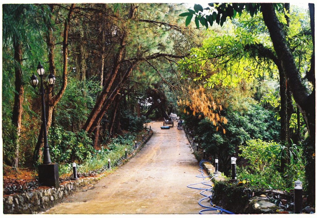 Top Native Trees for Fall Color | Meadowbrook Design