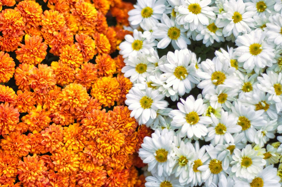 Vibrant Front Yard Landscaping Ideas | Meadowbrook Design